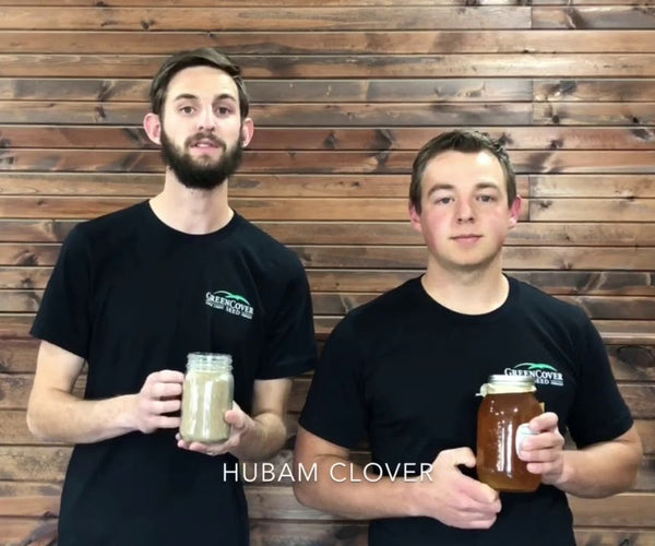 Hubam Clover: Deep Roots, Nitrogen Fixation, and Late-Season Blooms ...
