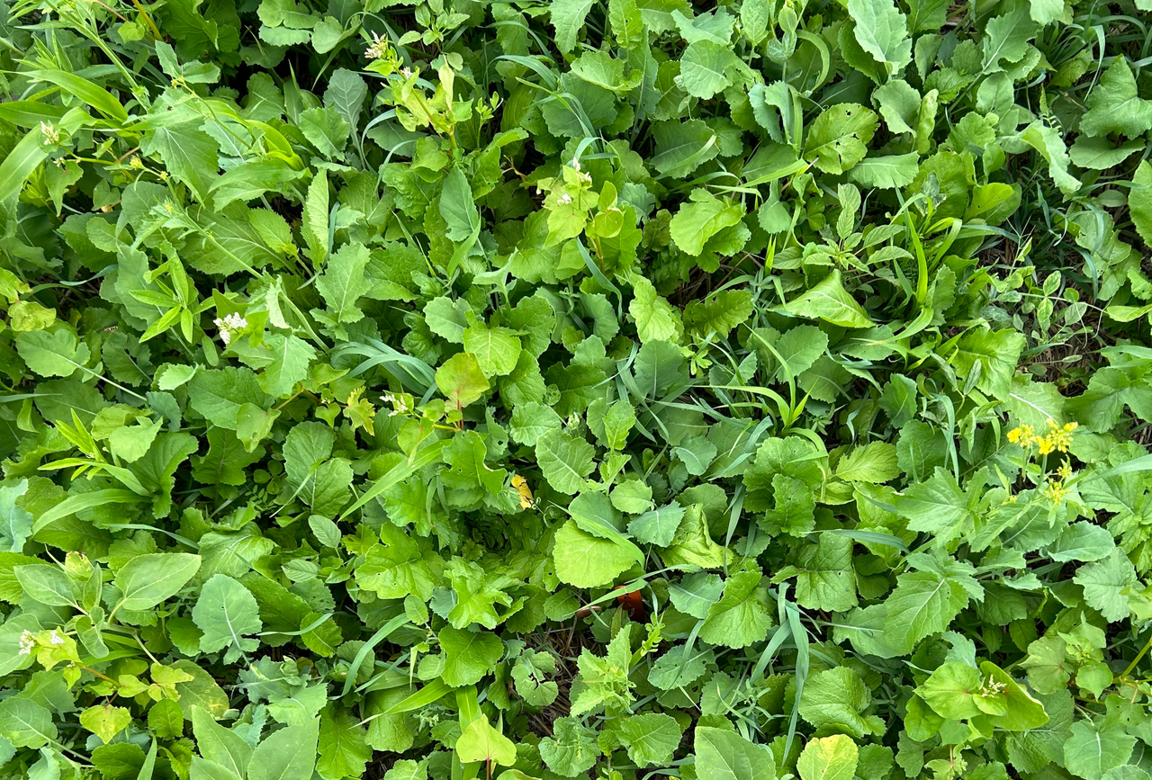 Pre-Made Mixes – Green Cover