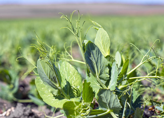 Single Species Seed – Green Cover